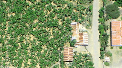Drone Technology Aids Banana Disease Detection In The Philippines