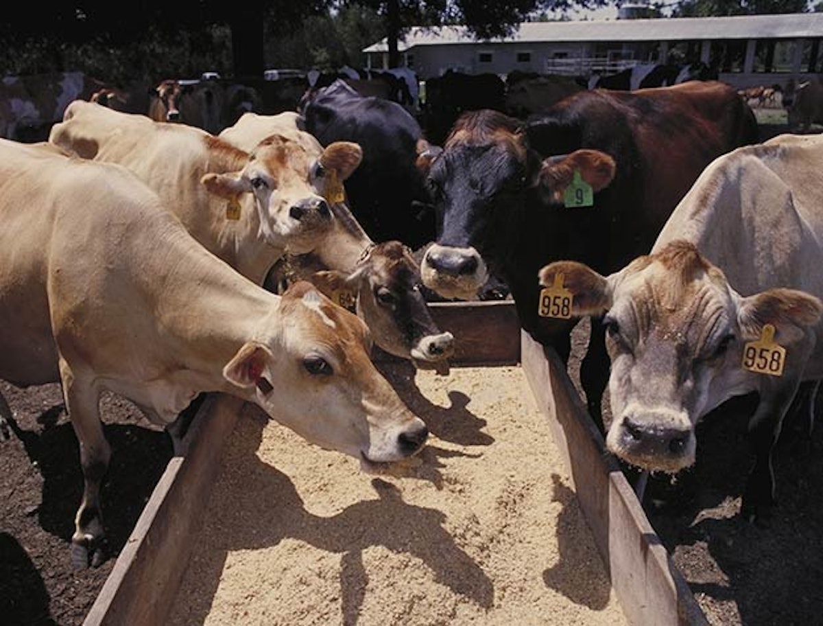 How Sysco Manages Grain-Fed Beef Exports: An Inside Look | Food Logistics