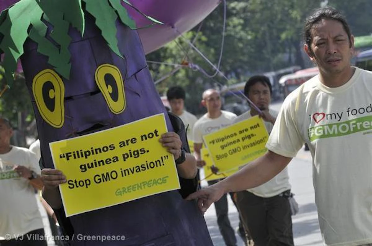 Asia Watches As GMO Legal Challenge Threatens Philippines Food Supply ...