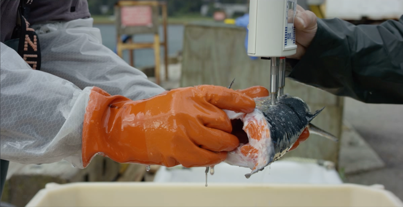 Seafood Analytics Introduces New Electronic Fish Monitoring Device ...