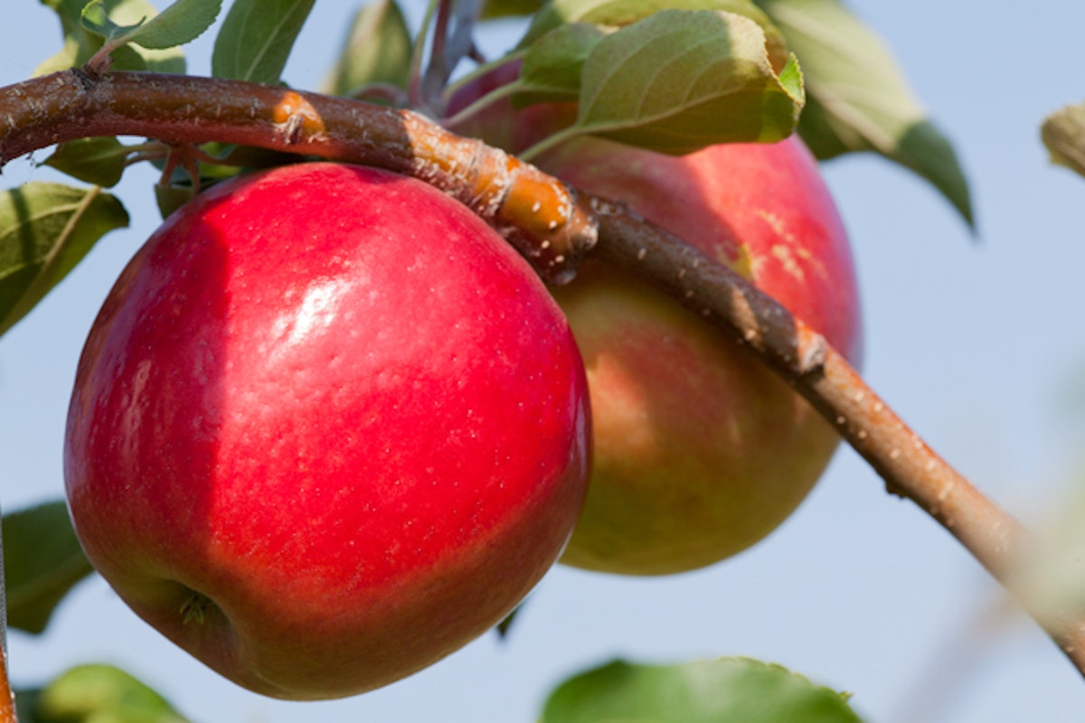 New Variety of Apples to be Introduced this Fall | Food Logistics